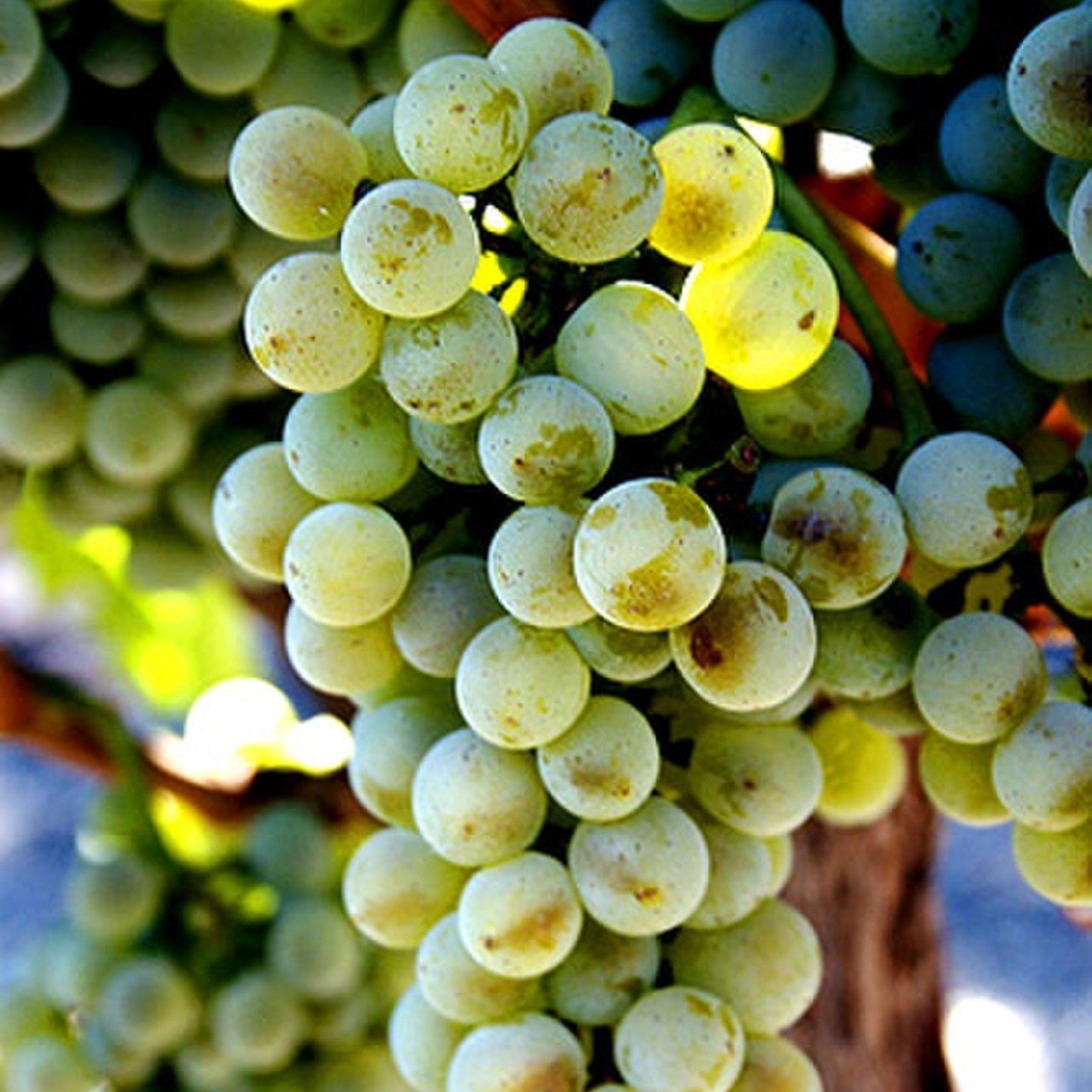 Hızlı Gönderim Tüplü Semillion Kokulu Üzüm Fidanı