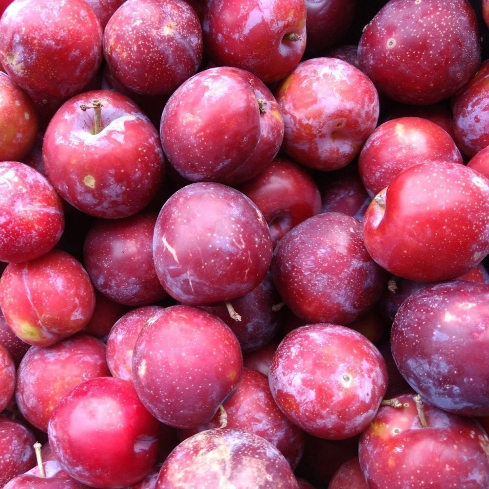 Cazip Fiyata Tüplü Santa Rosa Erik Fidanı