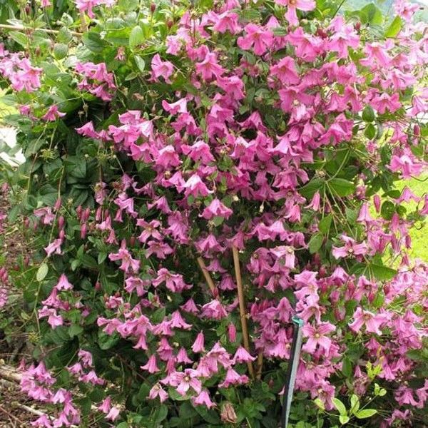 Cazip Fiyata Heather Herschell Clematis Orman Asması Çiçeği Fidanı