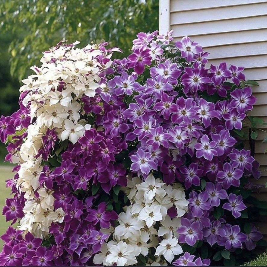 Cazip Fiyata Multi Çiçekli Soğuklara Dayanıklı Mixed Clematis Orman ...