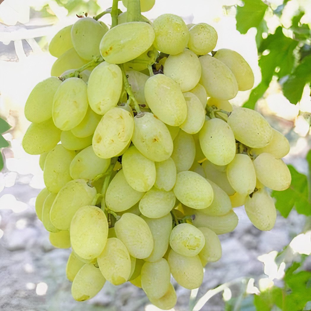 Saksıda Hatun Parmağı Üzüm Fidanı