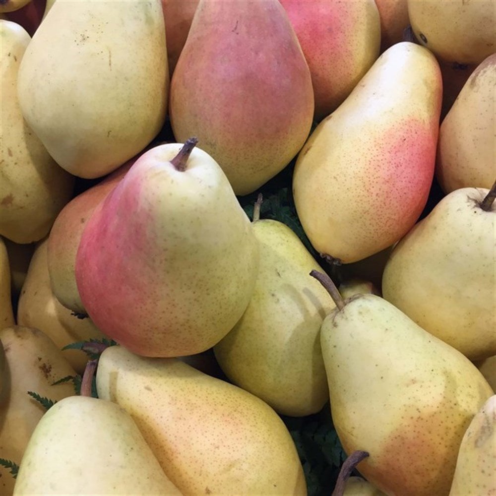 Meyveli Yarıbodur Santa Maria Armut Fidanı