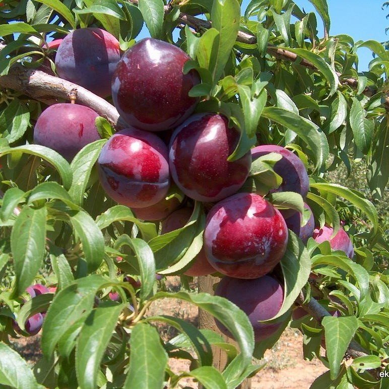 Saksıda Aşılı Yarıbodur Quen Rosa Japon Erik Fidanı